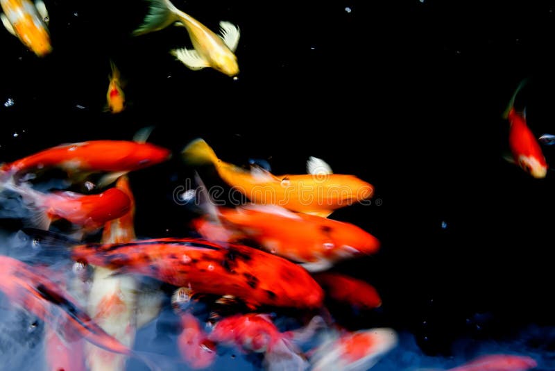 Abstract Blurred Background of Fancy Carp Fish Pond Stock Photo - Image ...