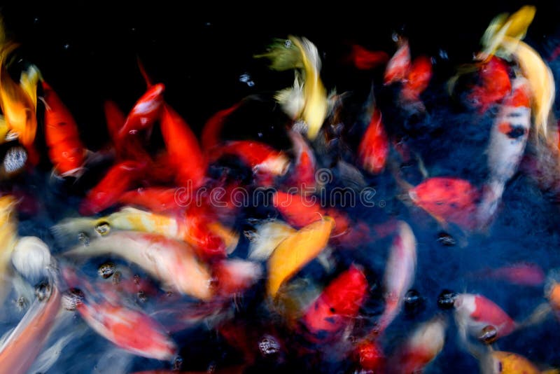 Abstract Blurred Background of Fancy Carp Fish Pond Stock Image - Image ...
