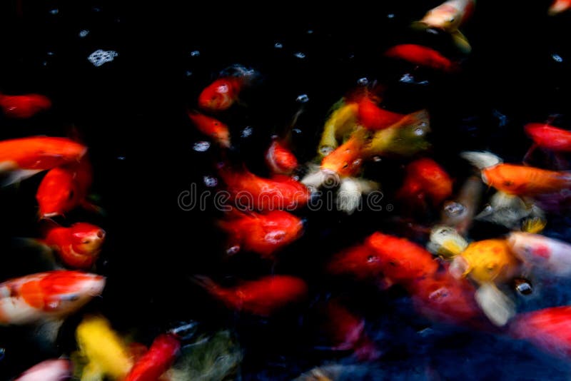 Abstract Blurred Background of Fancy Carp Fish Pond Stock Image - Image ...