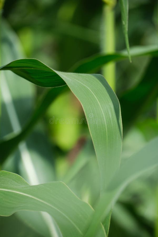 Abstract Blurred Background of Green Corn Foliage Stock Photo - Image ...