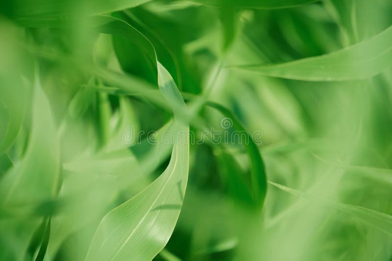Abstract Blurred Background of Green Corn Foliage Stock Photo - Image ...