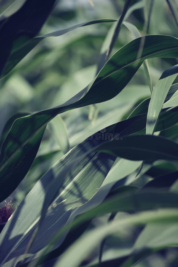 Abstract Blurred Background of Green Corn Foliage Stock Photo - Image ...