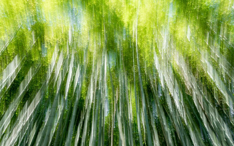 Abstract Blurred Bamboo Forest. Stock Image - Image of forest, abstract ...