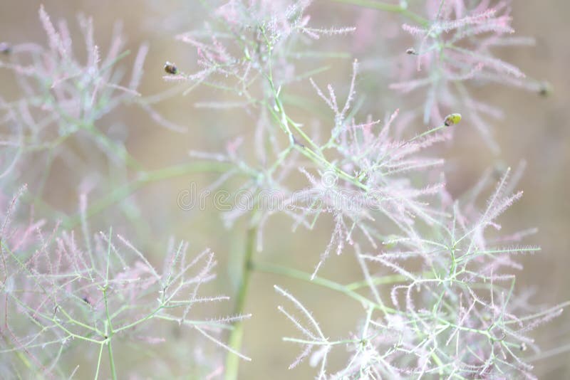 Abstract Blurred Floral Natural Background Stock Image - Image of ...