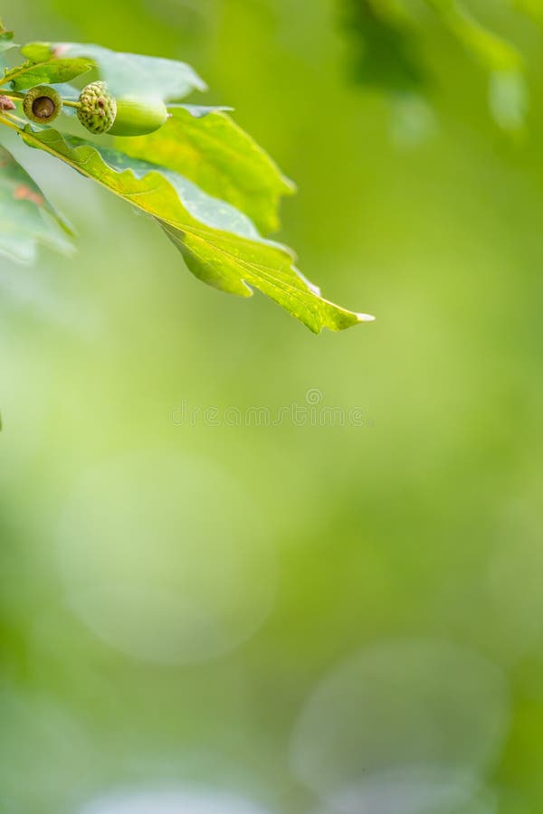 Abstract Blurred Green Background with Acorn in Top Left Corner Stock ...