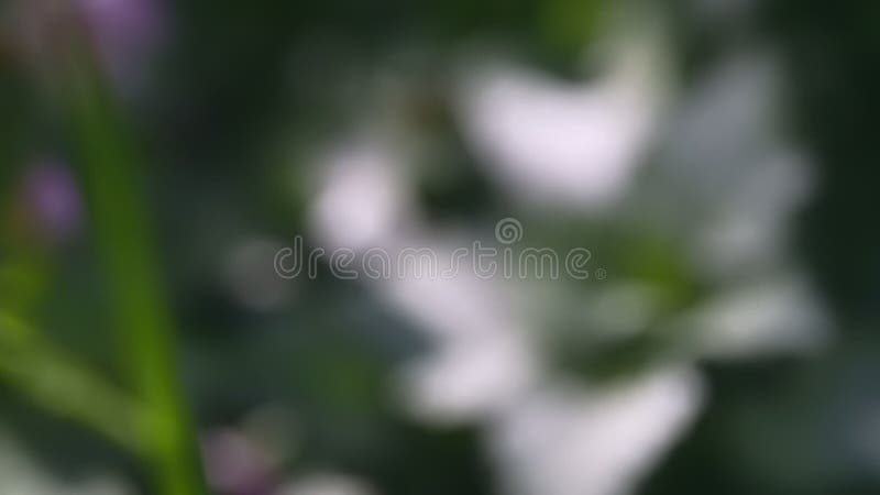 Abstract Blurred Green and White Nature Background Stock Video - Video ...