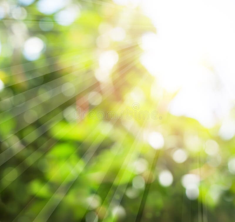 Abstract Greenery Foliage Sunlight Background Stock Photo - Image of ...