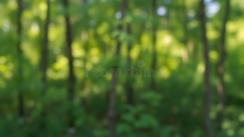 Abstract Blurred Image of a Lush Green Forest with Sunlight Filtering ...