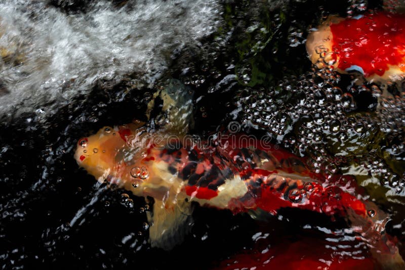 Abstract and Blurred of Koi Fish in the Water with Bubbles and Waves ...