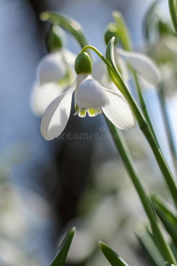 Abstract Blurred Natural Background with White Snowdrops Flowers and ...
