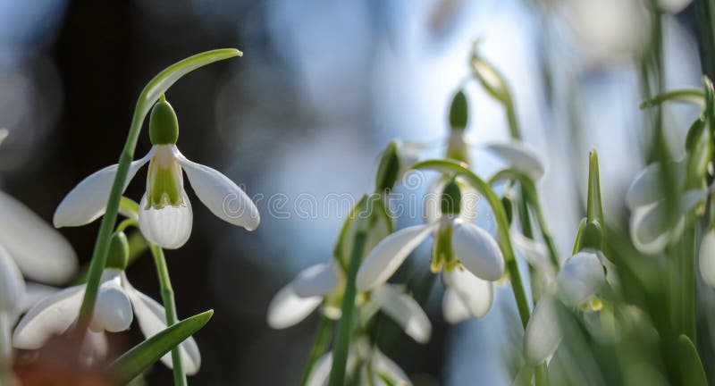 Abstract Blurred Natural Background with White Snowdrops Flowers and ... Abstract Blurred Natural Background with White Snowdrops Flowers and ...
