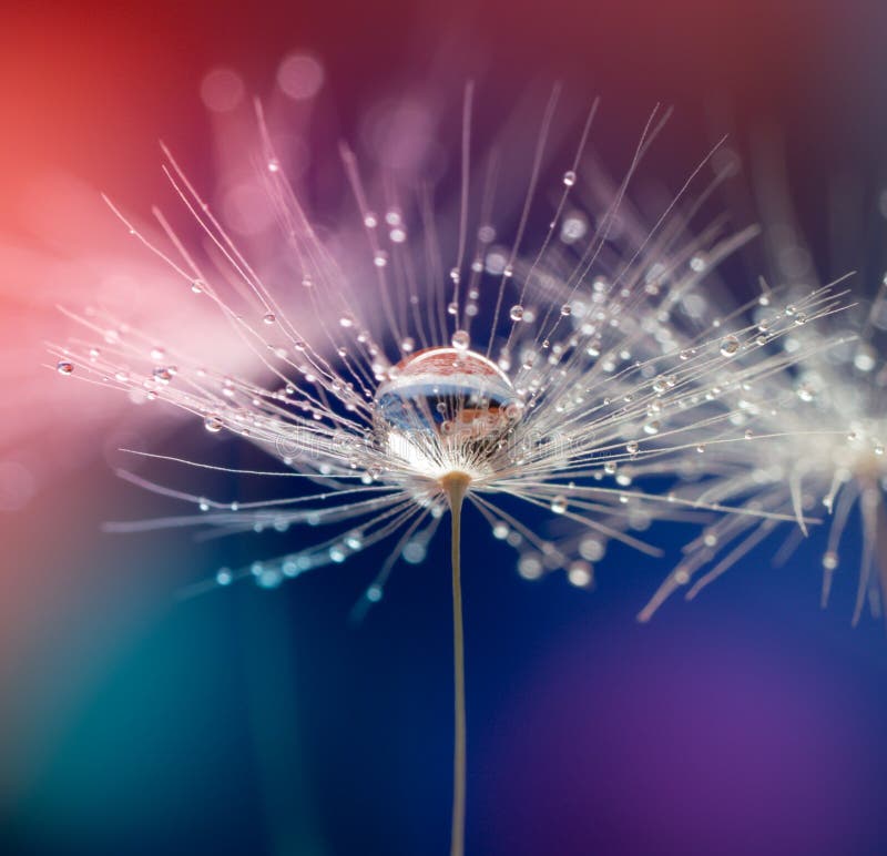 Abstract Blurred Nature Background Dandelion Seeds Parachute. Abstract ...