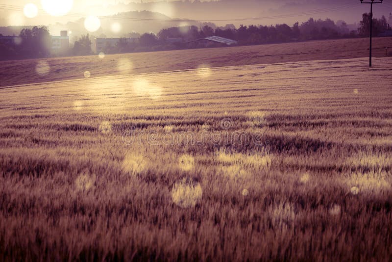 Abstract Blurred Nature Background Wheat Field. Abstract Nature Bokeh ...