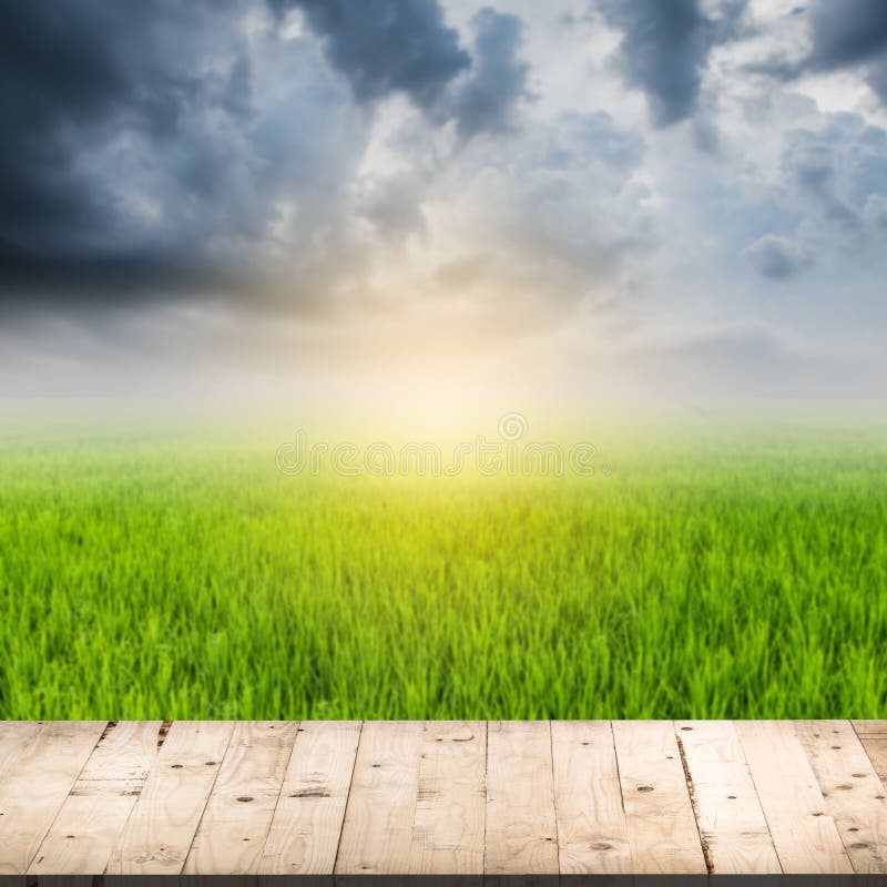 Blurred Rice, Paddy Field, Organic Paddy Rice for Blur Background ...