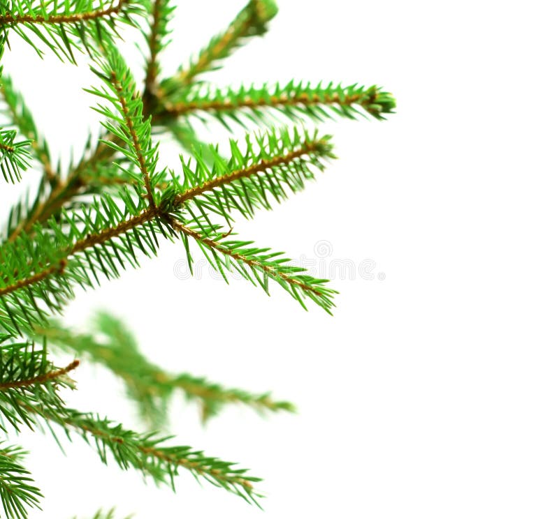 Abstract Branch of Fur-tree Isolated on White Stock Image - Image of ...