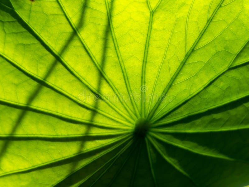 Abstract of the Branch Lines of the Lotus Leaf Stock Photo - Image of ...