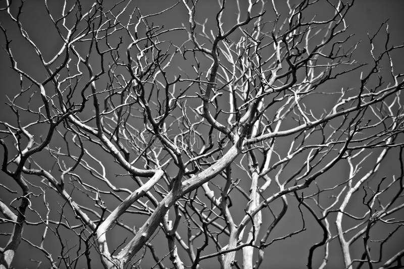 Abstract Branches stock image. Image of white, wood, background - 16896479