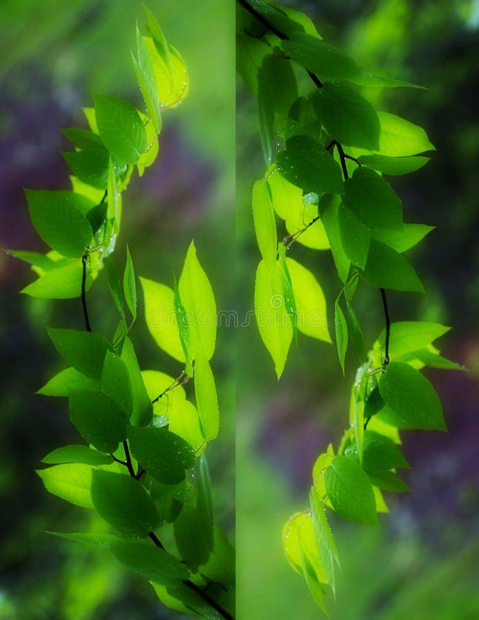 Abstract Branches stock photo. Image of cool, decoration - 51682582