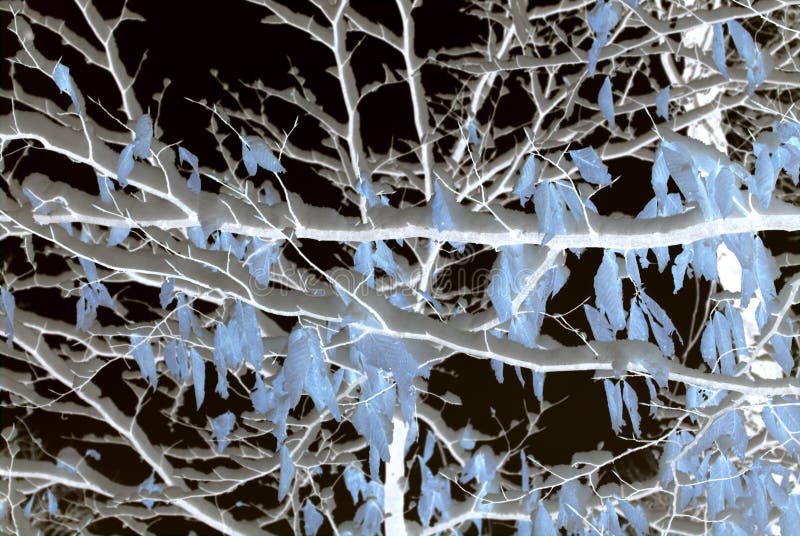 Abstract Branches and Leaves Stock Image - Image of branches, lines ...