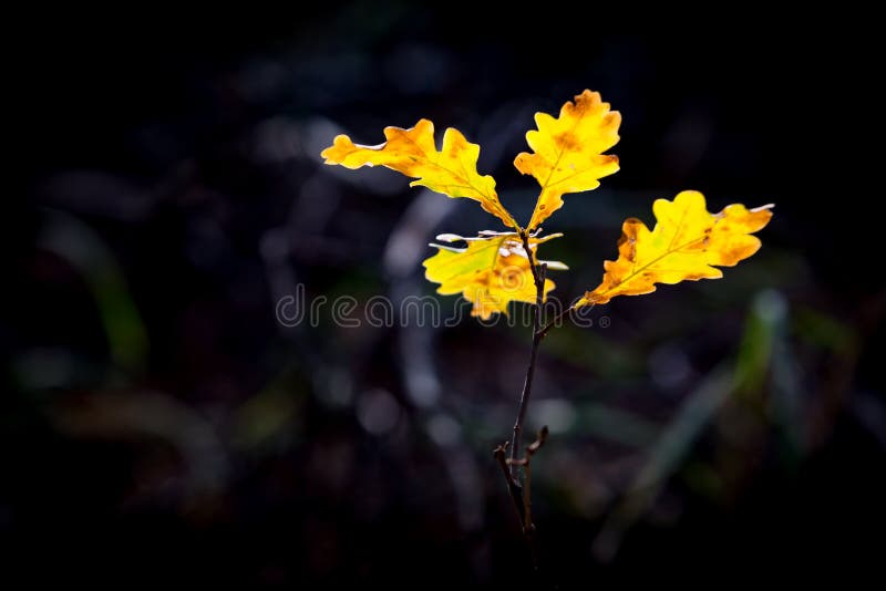 Abstract Bright Autumn Oak Brunch Stock Image - Image of organic ...