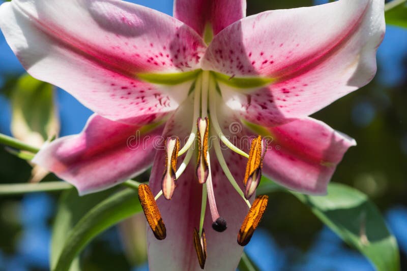 Abstract Bright Floral Backgound. Stock Image - Image of blooming ...