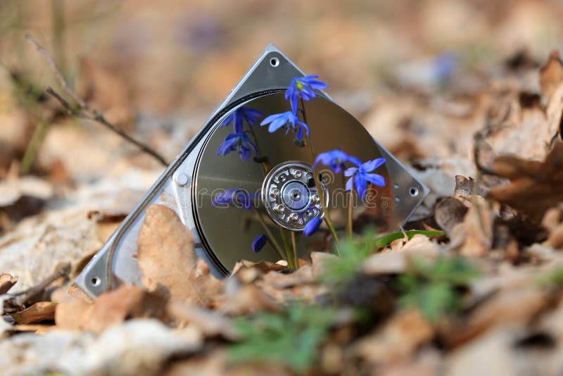 Broken Computer Hard Disk in Forest Stock Image - Image of background ...