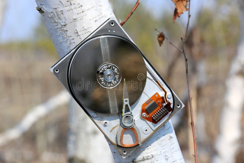 104 Peripheral Tree Stock Photos - Free & Royalty-Free Stock Photos ...