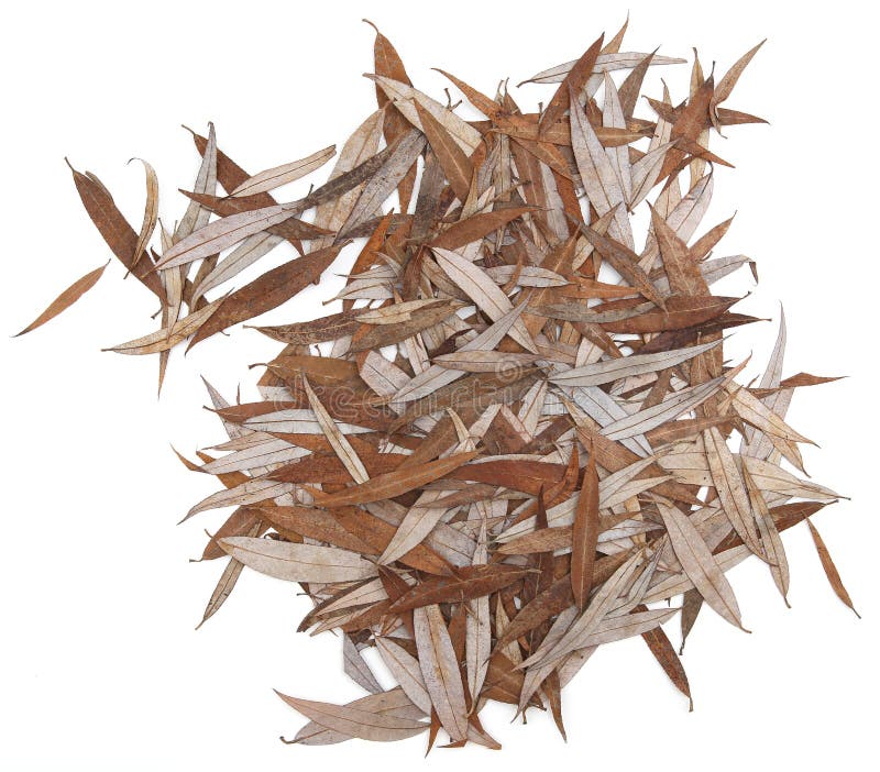 Abstract Brown Dry Willow Leaves Isolated on White Background. Stock ...