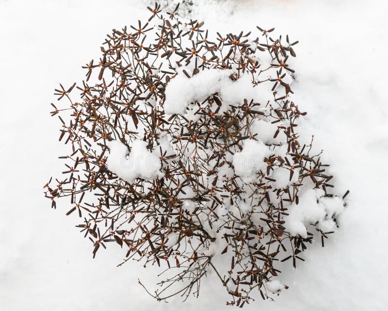 Abstract Brown and Orange Bush in Snow Stock Photo - Image of minimal ...