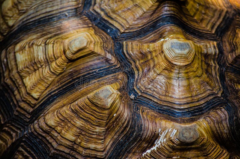 Abstract Brown Pattern of Sulcata Tortoise Shell in Close Up. Stock ...