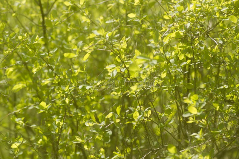 Abstract Bush Leaves Unfocused Spring Background Stock Photo - Image of ...