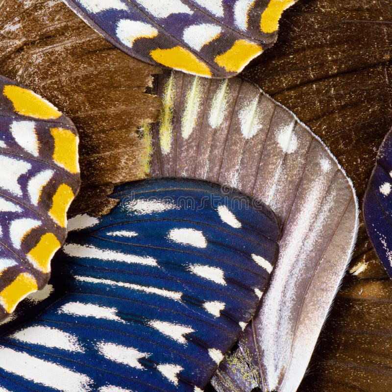 Abstract butterfly wings stock photo. Image of life - 190830298