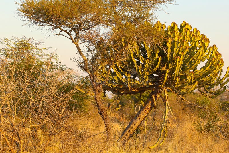 Abstract Cactus Tree in an African Game Reserve Stock Photo - Image of ...