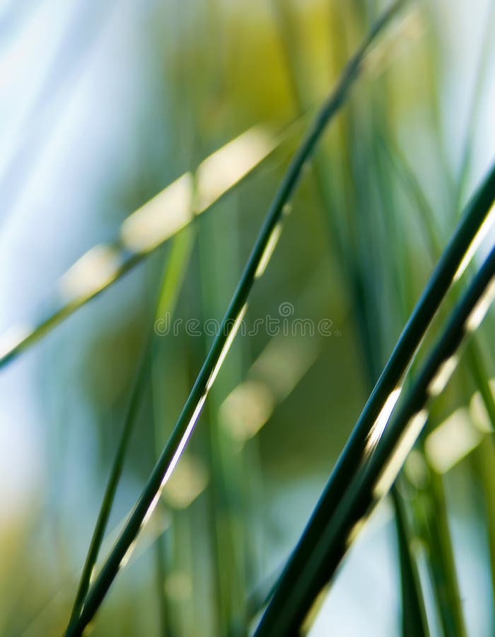 Abstract Cane stock image. Image of ecology, gently, cover - 5946487