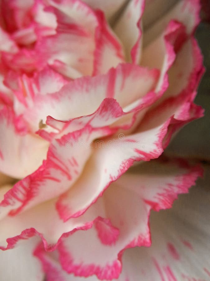 Abstract Carnation Flower Flowers Stock Photo - Image of carnations ...