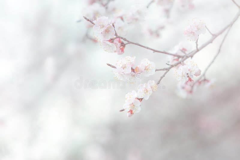 Abstract Cherry Shaded Background Luxury Vintage Grunge Background ...