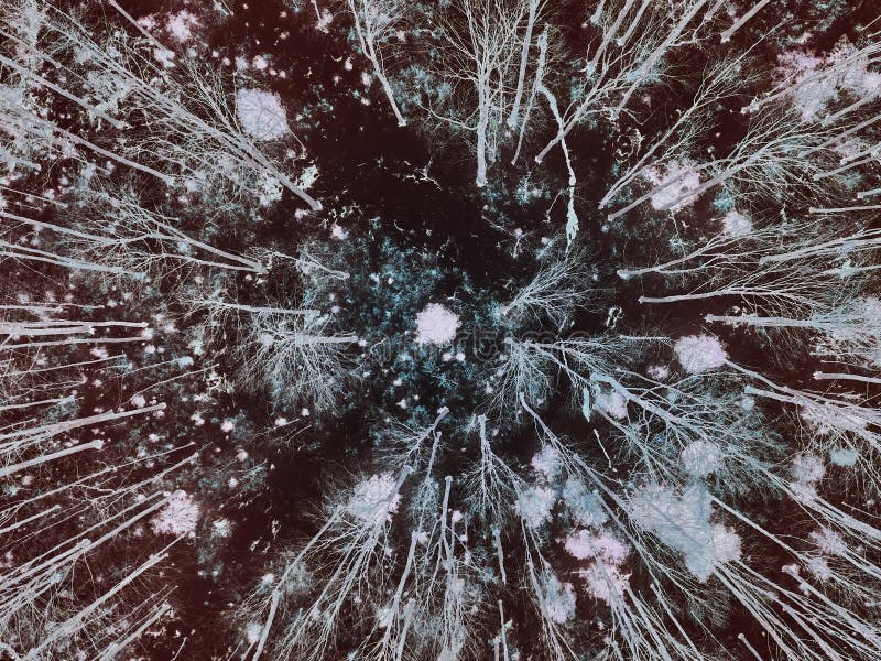 Abstract Circular Tree Pattern in Nature Stock Image - Image of ...