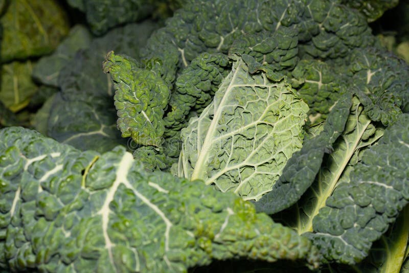 Close Up of Leaf Cabbage Leaves Background Stock Image - Image of ...