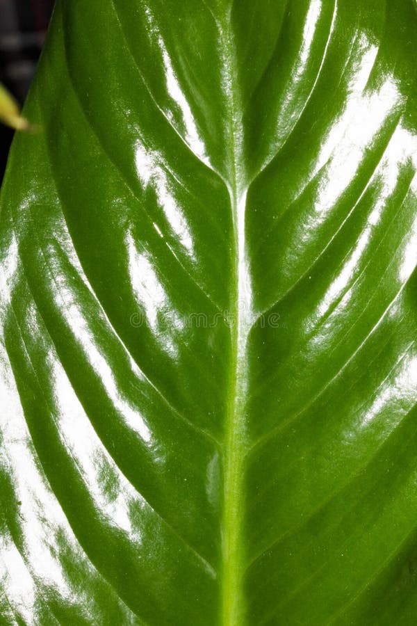 Abstract Close Up of Leaf and Stem in Vibrant Colours for Background ...