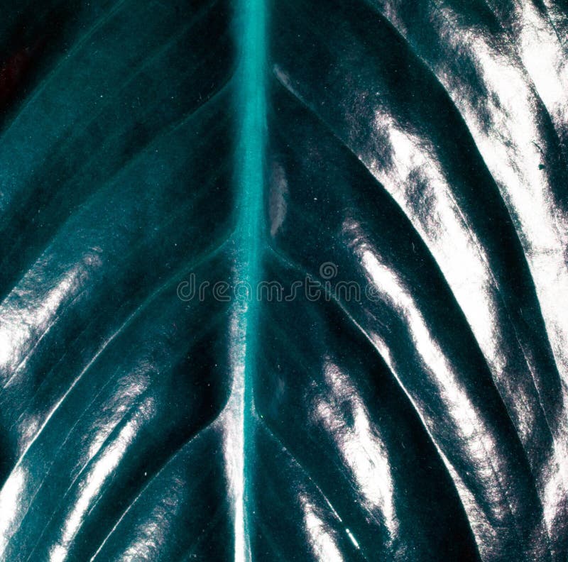 Abstract Close Up of Leaf and Stem in Vibrant Colours for Background ...