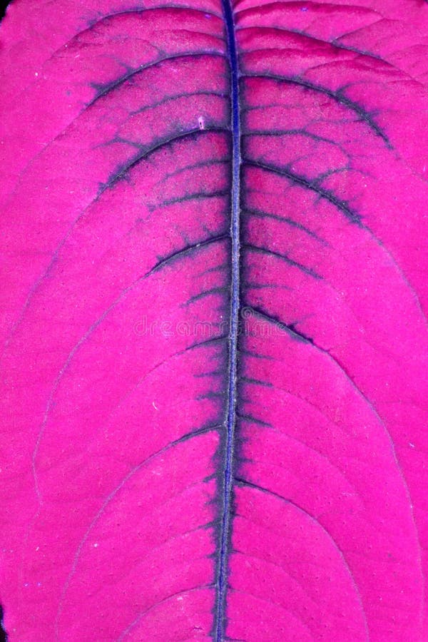 Abstract Close Up of Leaf and Stem in Vibrant Colours for Background ...