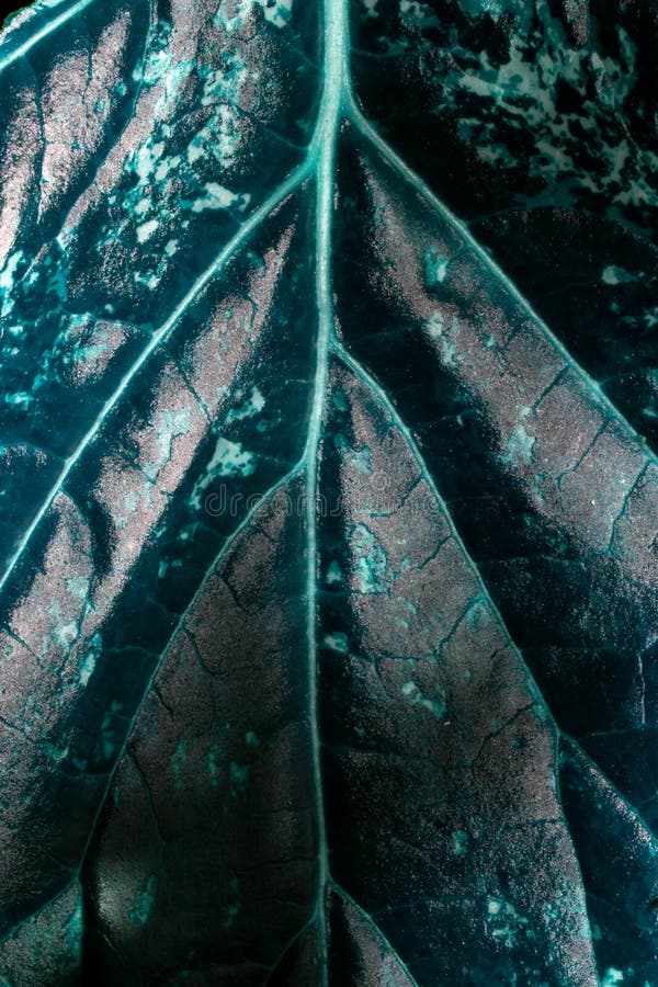 Abstract Close Up of Leaf and Stem in Vibrant Colours for Background ...