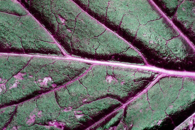 Abstract Close Up of Leaf and Stem in Vibrant Colours for Background ...