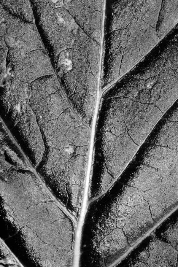 Abstract Close Up of Leaf and Stem in Vibrant Colours for Background ...