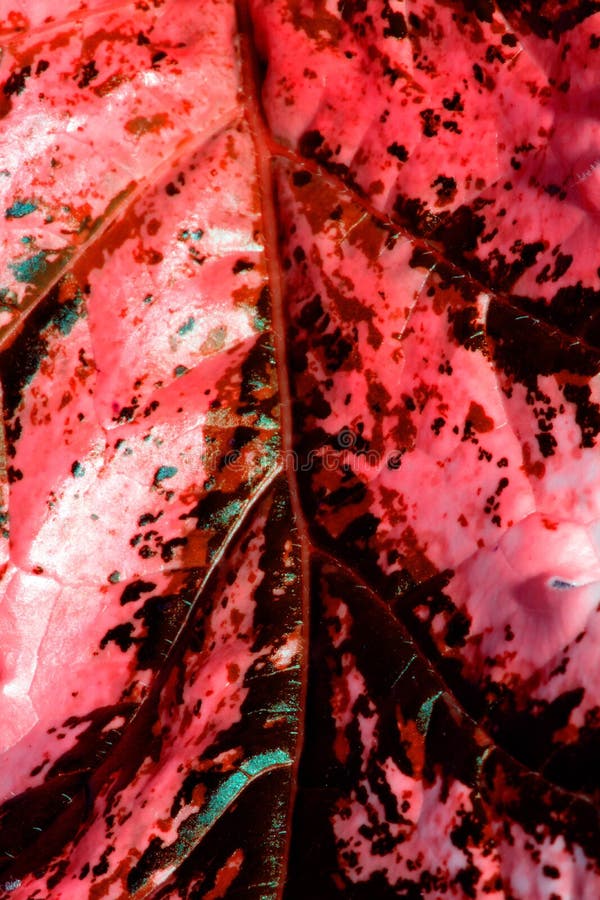 Abstract Close Up of Leaf and Stem in Vibrant Colours for Background ...