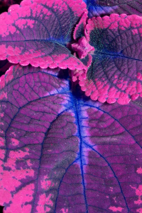 Abstract Close Up of Leaf and Stem in Vibrant Colours for Background ...