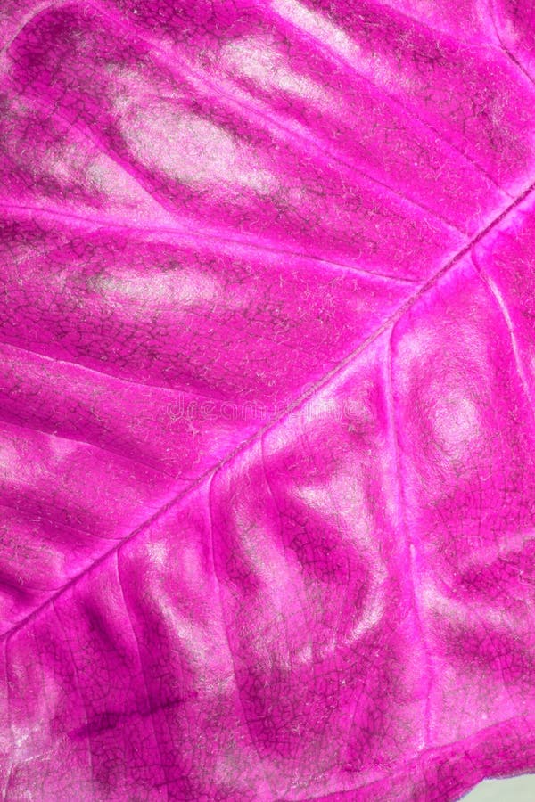 Abstract Close Up of Leaf and Stem in Vibrant Colours for Background ...