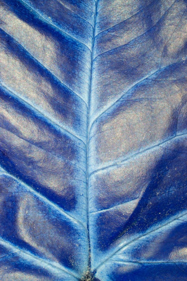 Abstract Close Up of Leaf and Stem in Vibrant Colours for Background ...