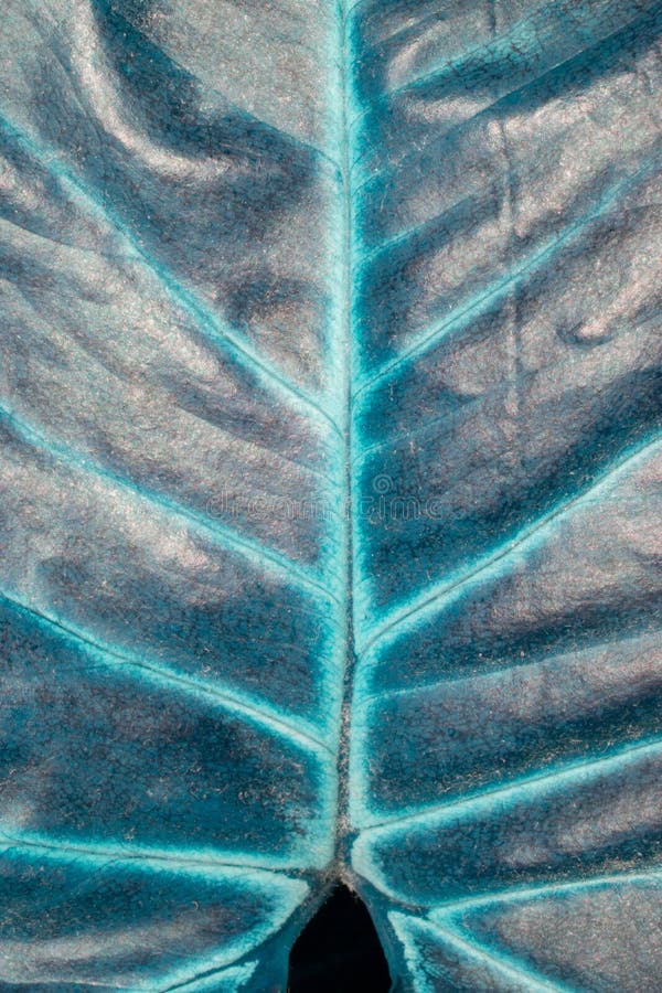Abstract Close Up of Leaf and Stem in Vibrant Colours for Background ...
