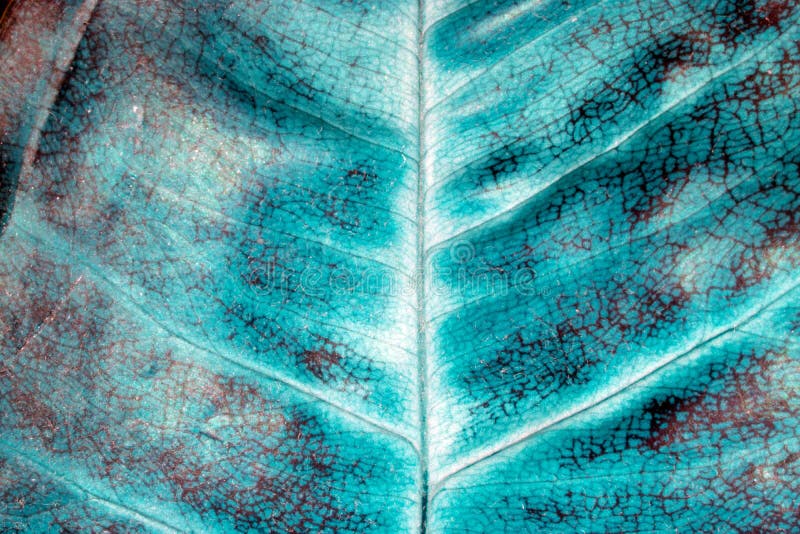 Abstract Close Up of Leaf and Stem in Vibrant Colours for Background ...